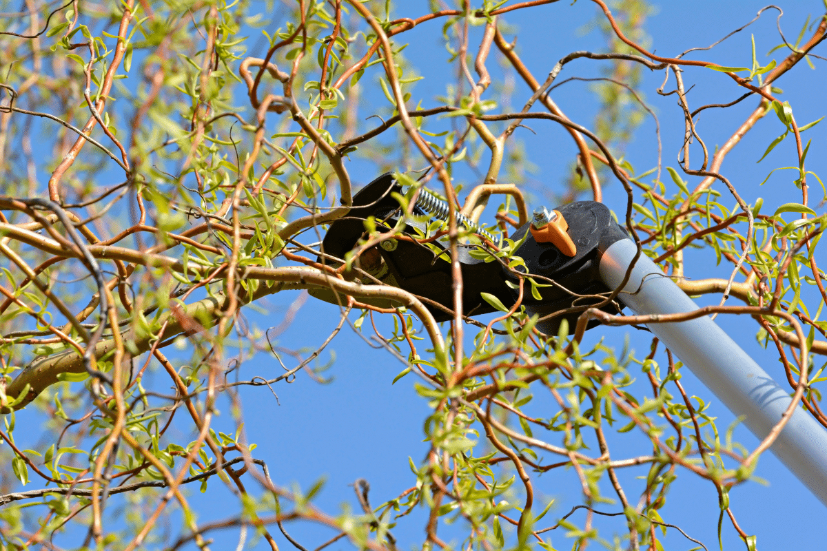 Tree Trimming & Pruning Services | Improve Your Trees Health & Curb ...