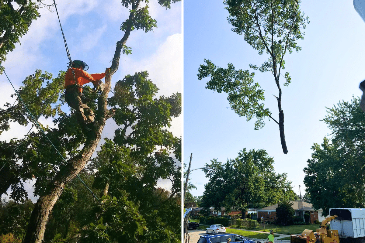 Arborist In Clinton Township, MI - Treemendous Tree Care